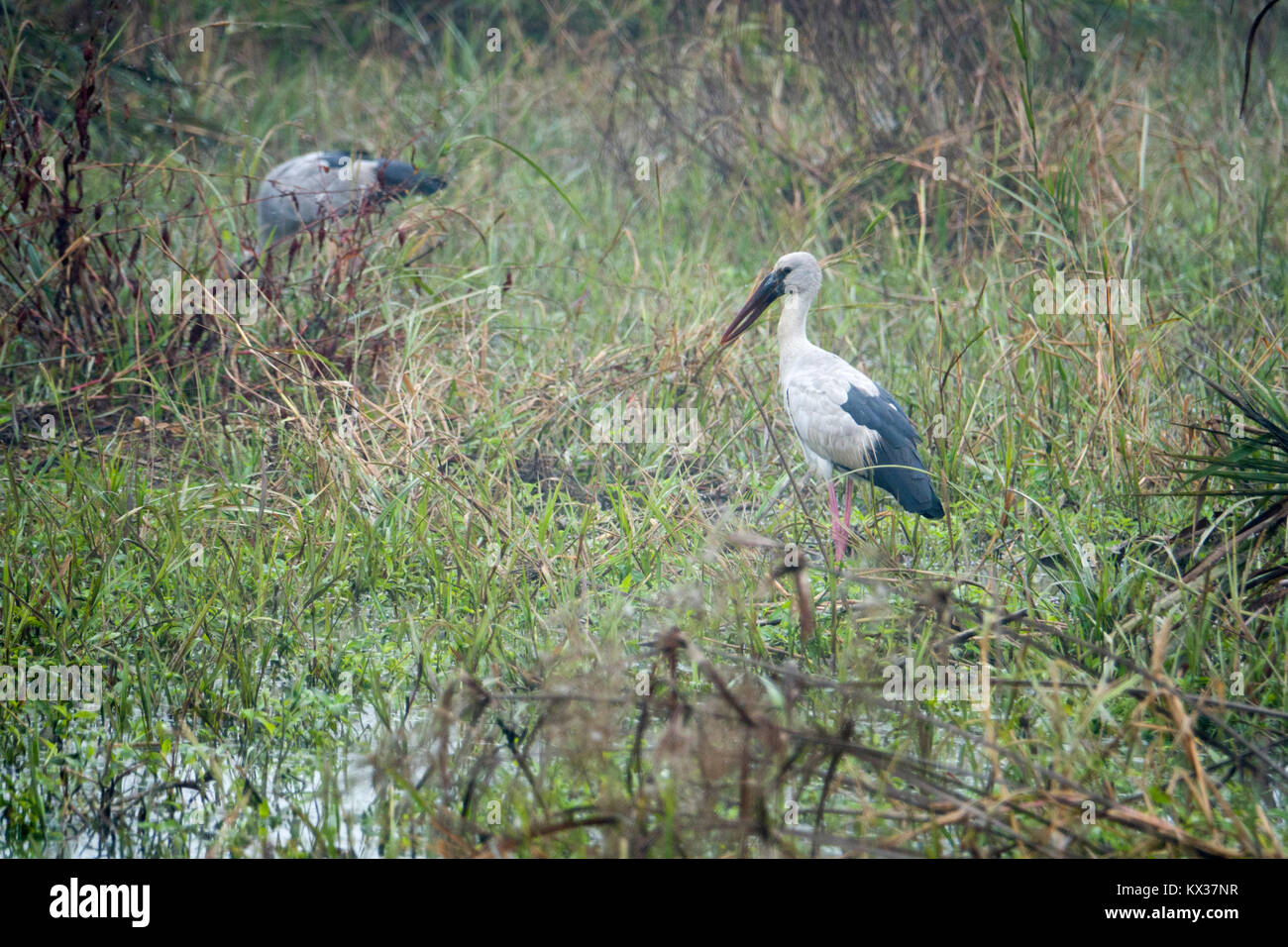 Woolly-necked stork in Rijaji National Park, India Stock Photo - Alamy