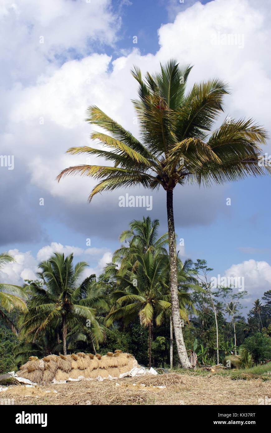 Rice bundle and palm trees in Bali, indonesia Stock Photo - Alamy