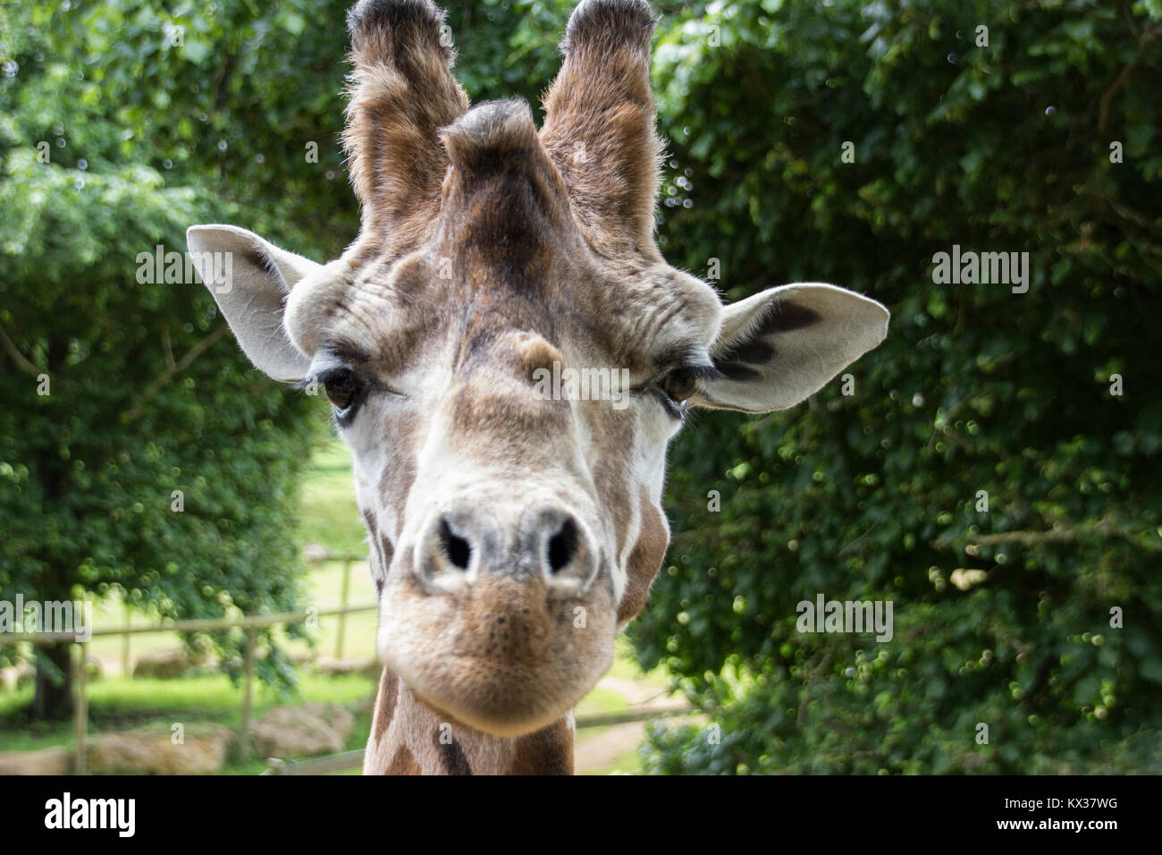 giraffe looking direct into camera at eye level Stock Photo - Alamy