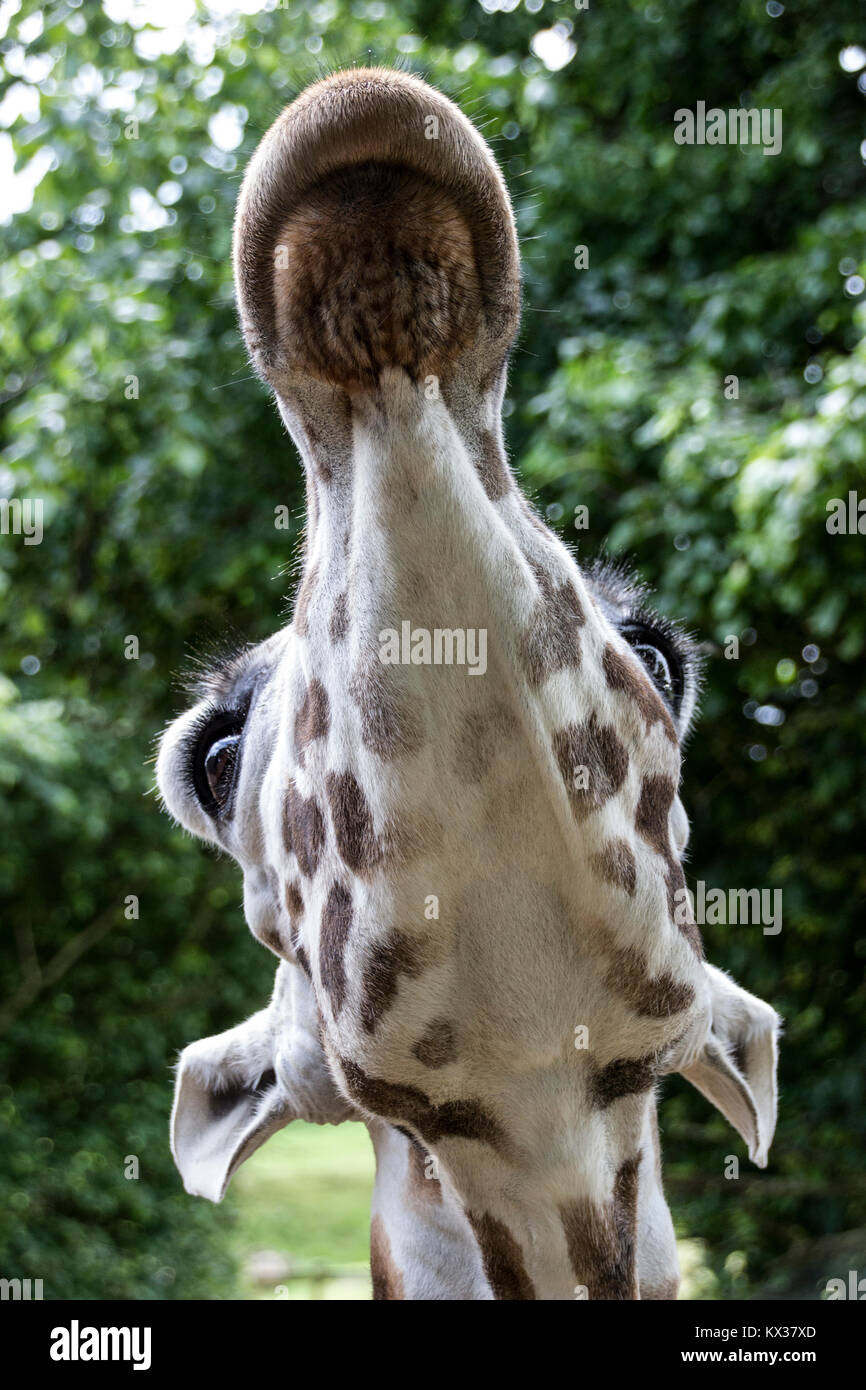 Giraffe Nose High Resolution Stock Photography and Images - Alamy