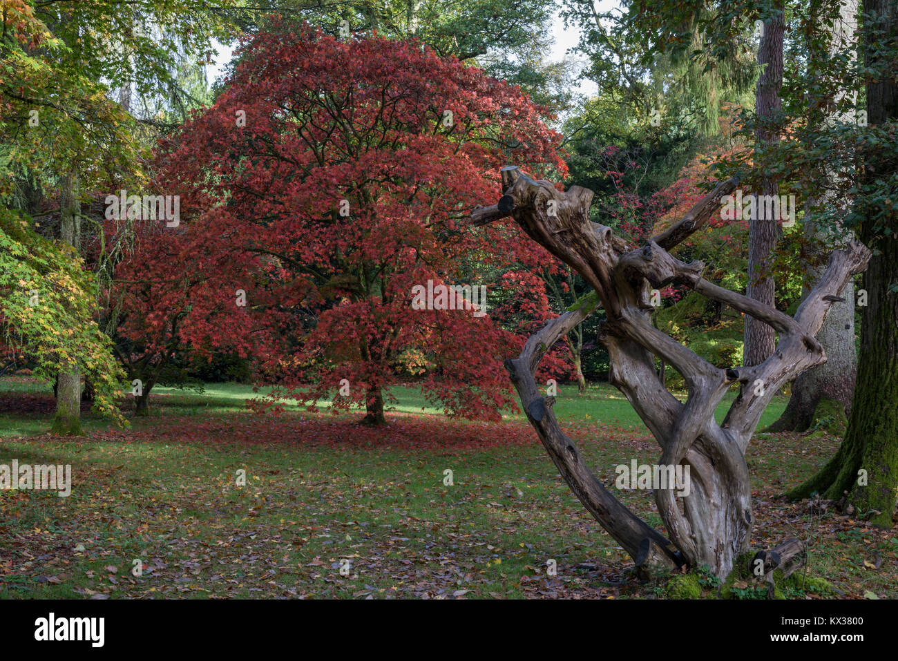 Gnarled Autumn Tree Stock Photo - Alamy