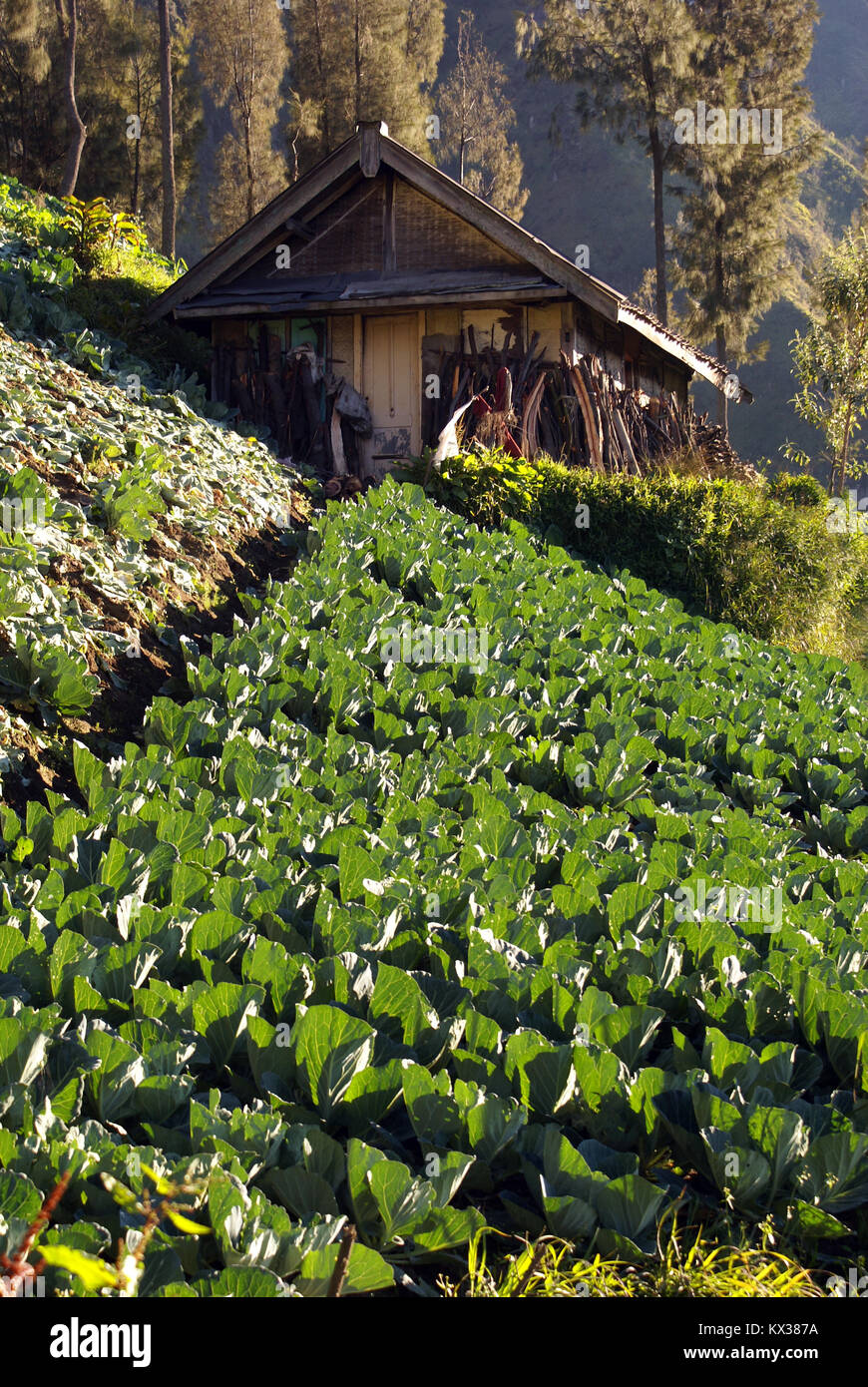Vulcano slope hi-res stock photography and images - Alamy