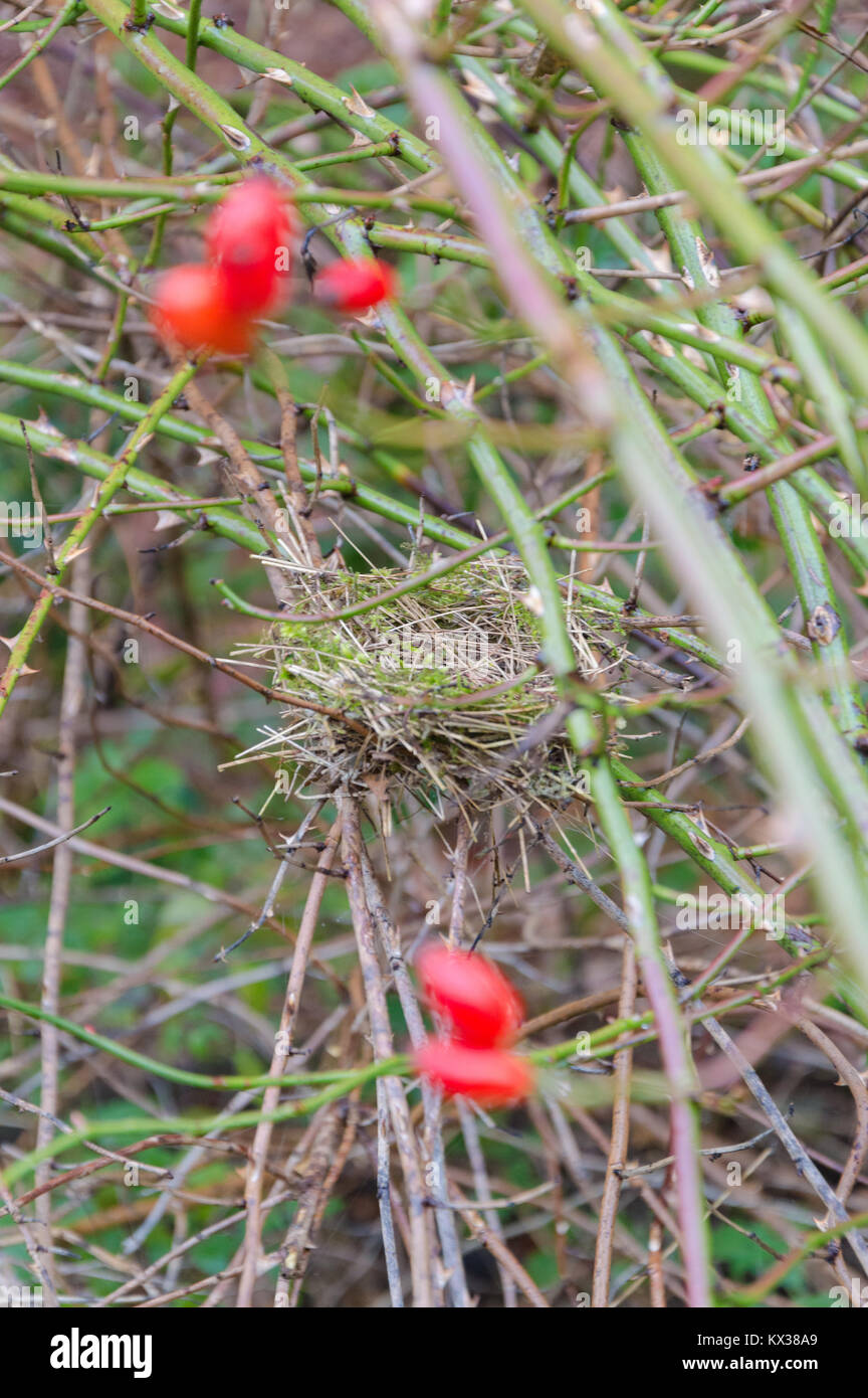 Empty nest wild bird hi-res stock photography and images - Alamy