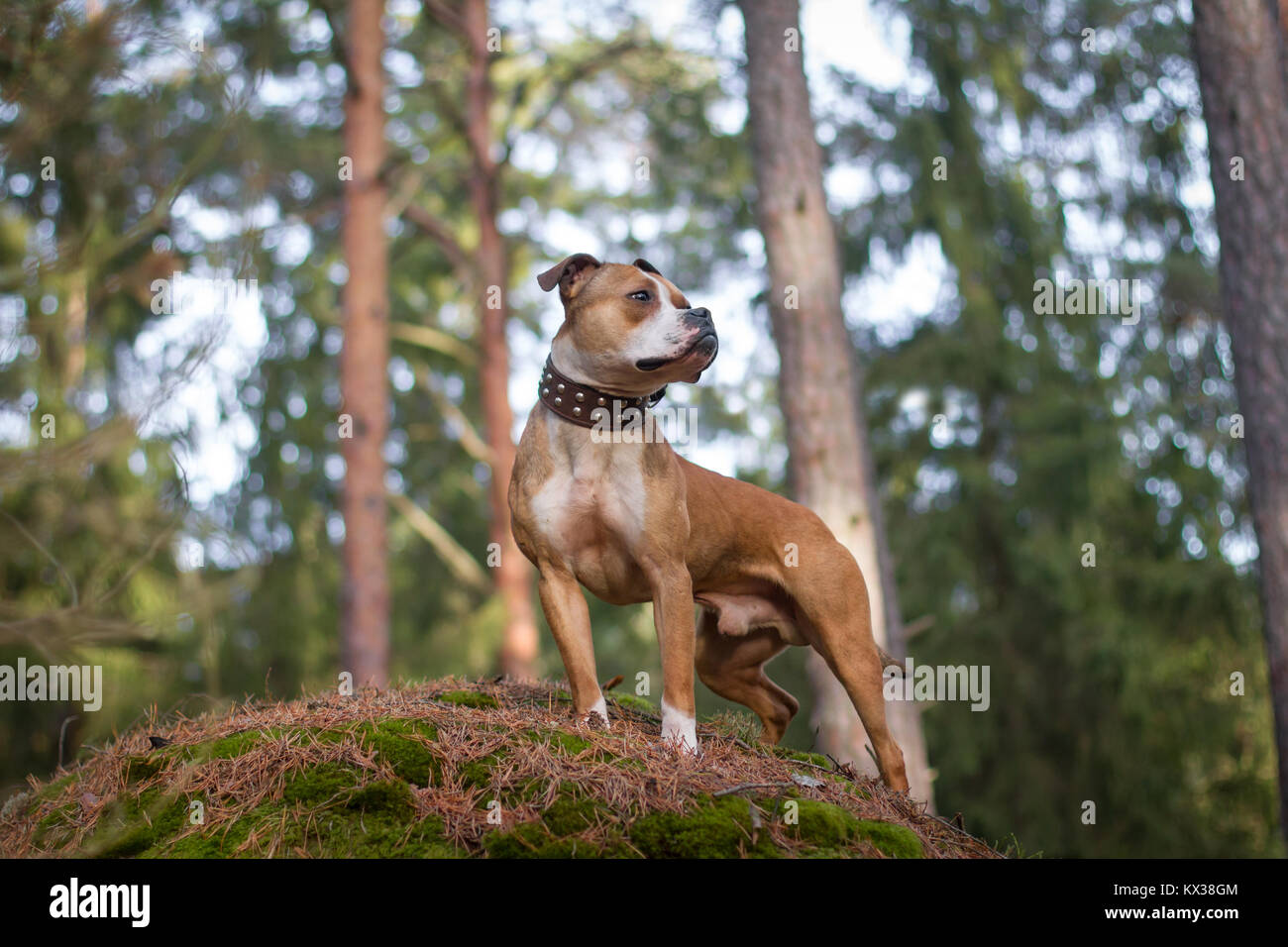 Fit and healthy Bulldog out for a hike in the forest Stock Photo - Alamy