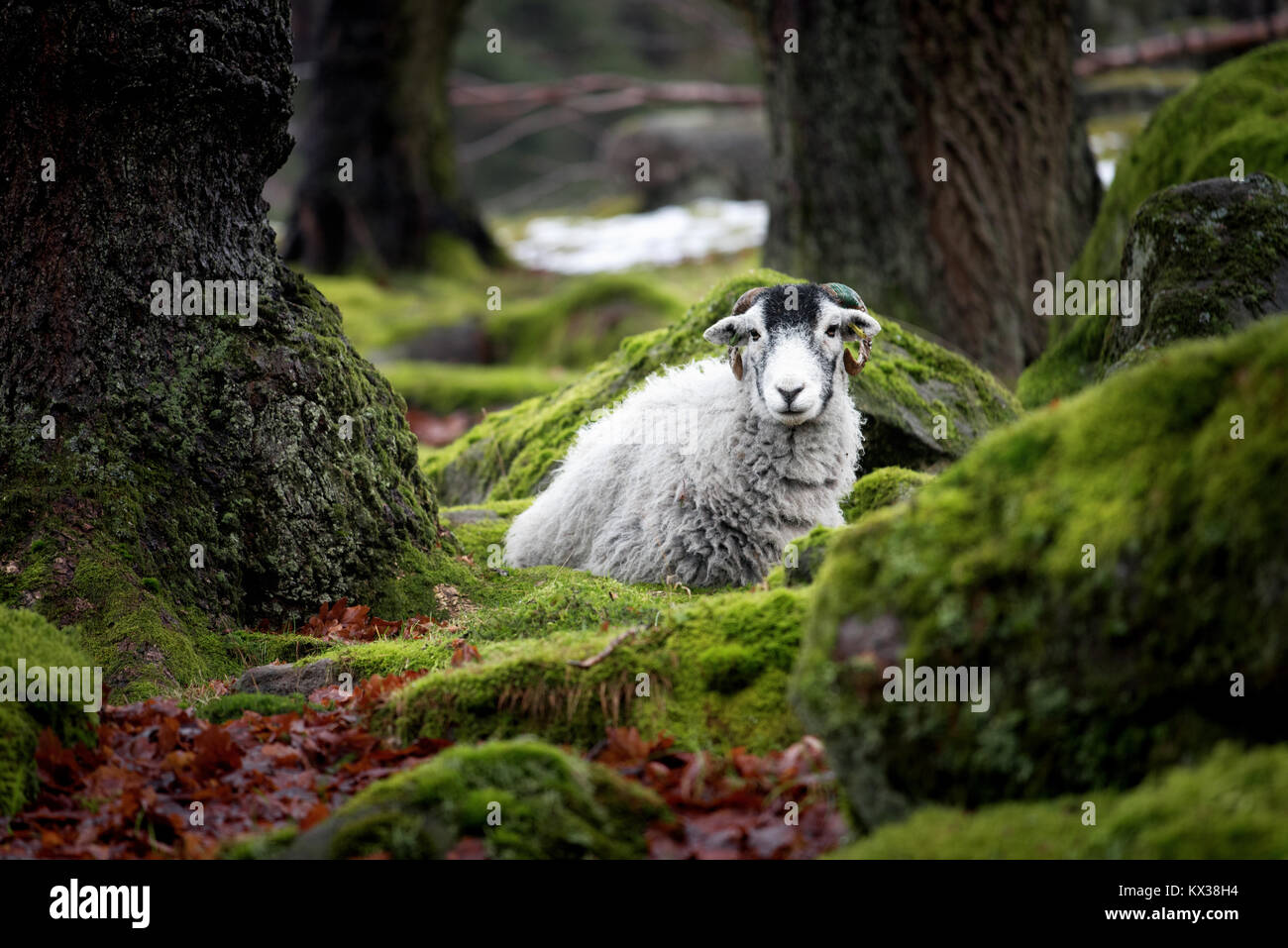 Peak District, Sheffield, England, UK, White sheep looking at the ...