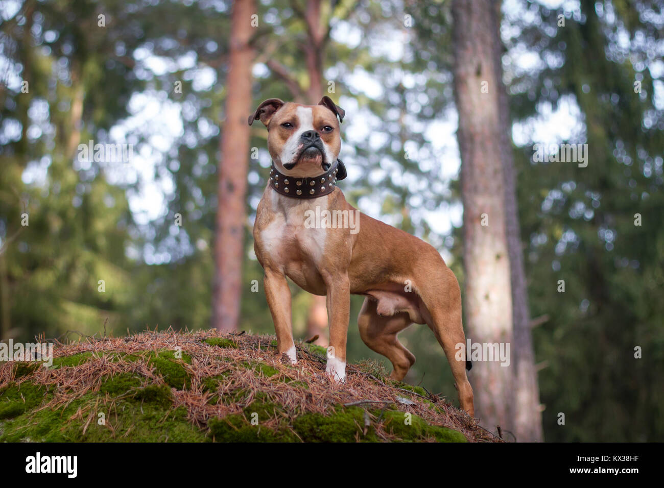 Fit and healthy Bulldog out for a hike in the forest Stock Photo - Alamy