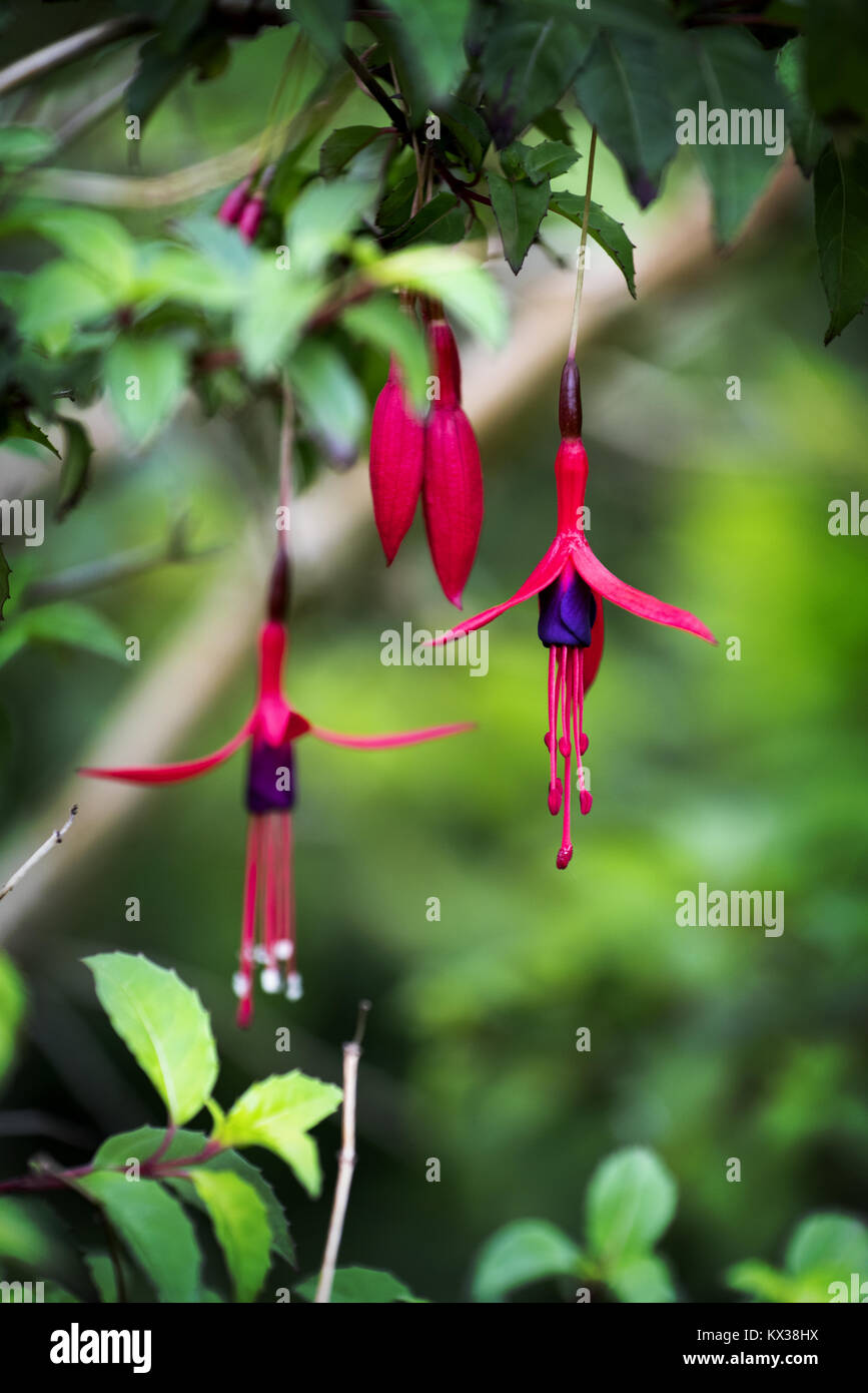 Purple fuchia hi-res stock photography and images - Alamy