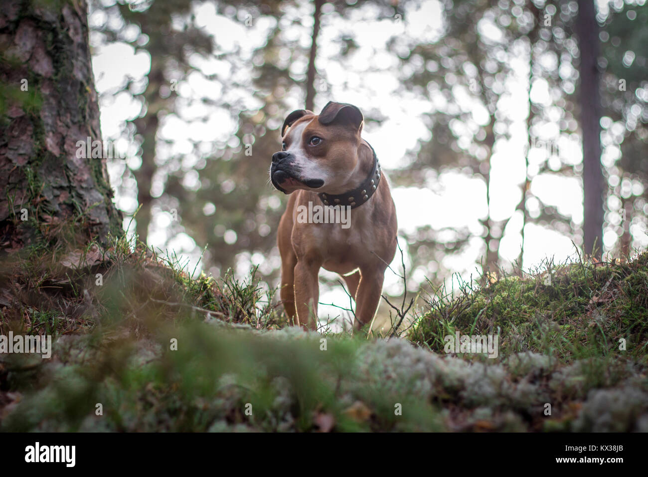 Fit and healthy Bulldog out for a hike in the forest Stock Photo - Alamy