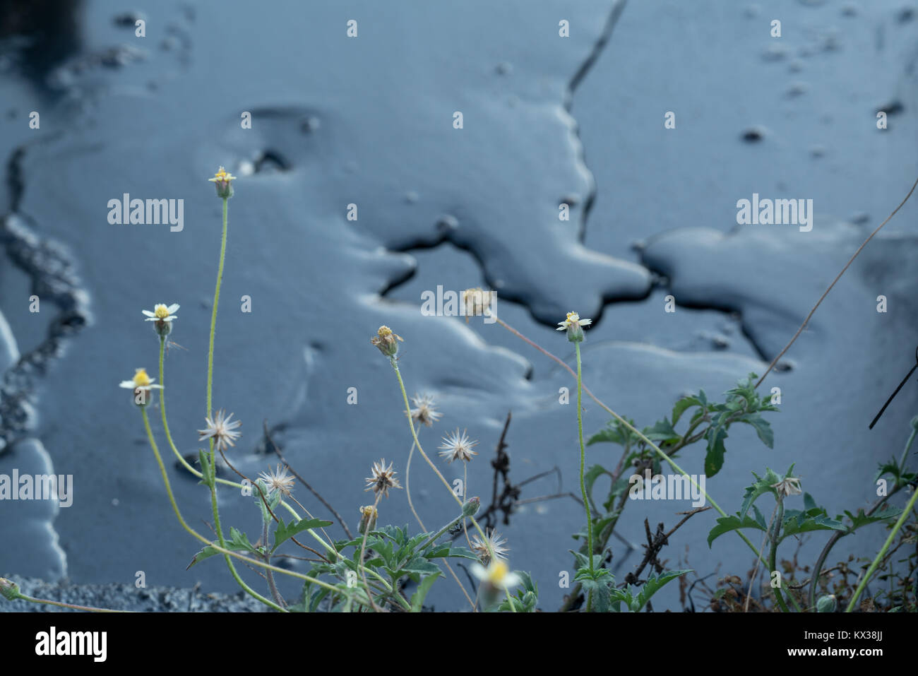 crude oil surface background textured with plant Stock Photo - Alamy