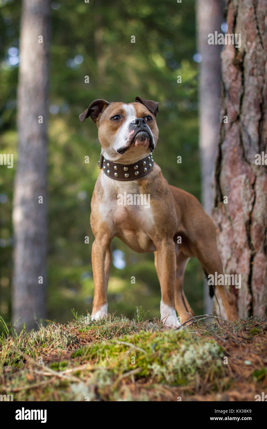Fit and healthy Bulldog out for a hike in the forest Stock Photo - Alamy