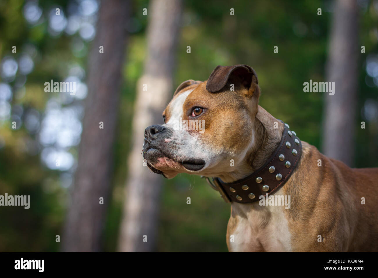 Fit and healthy Bulldog out for a hike in the forest Stock Photo - Alamy