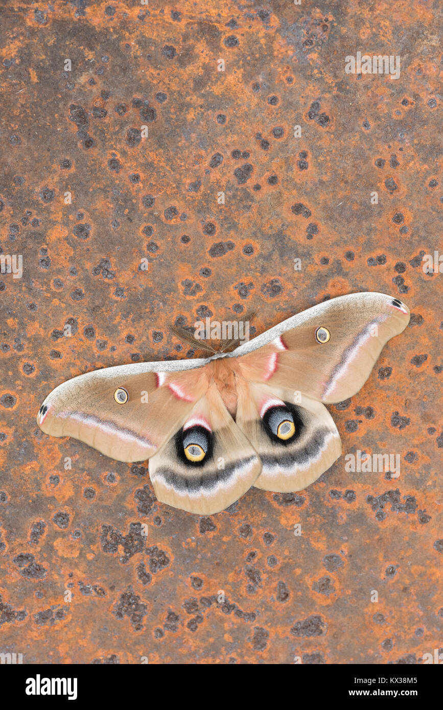 Polyphemus Moth in startle display mode on rusted old sawmill blade ...