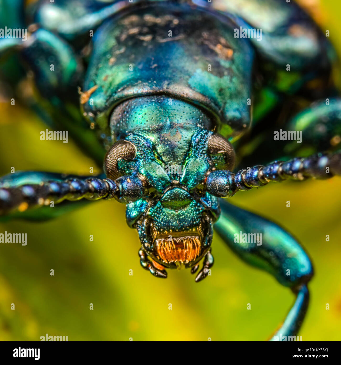 Frog legged leaf beetles hi-res stock photography and images - Alamy