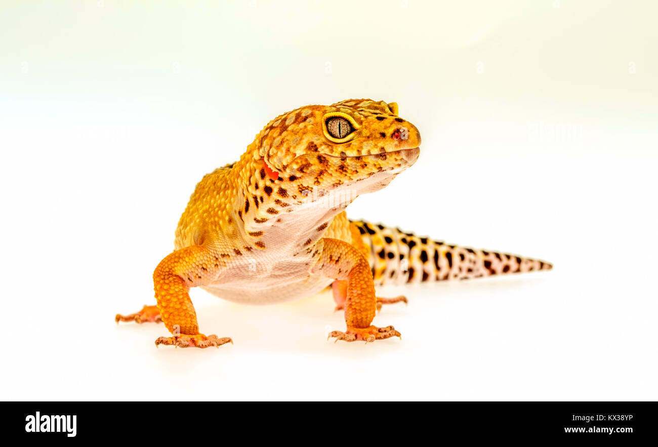 Spotted fat tailed gecko hi-res stock photography and images - Alamy