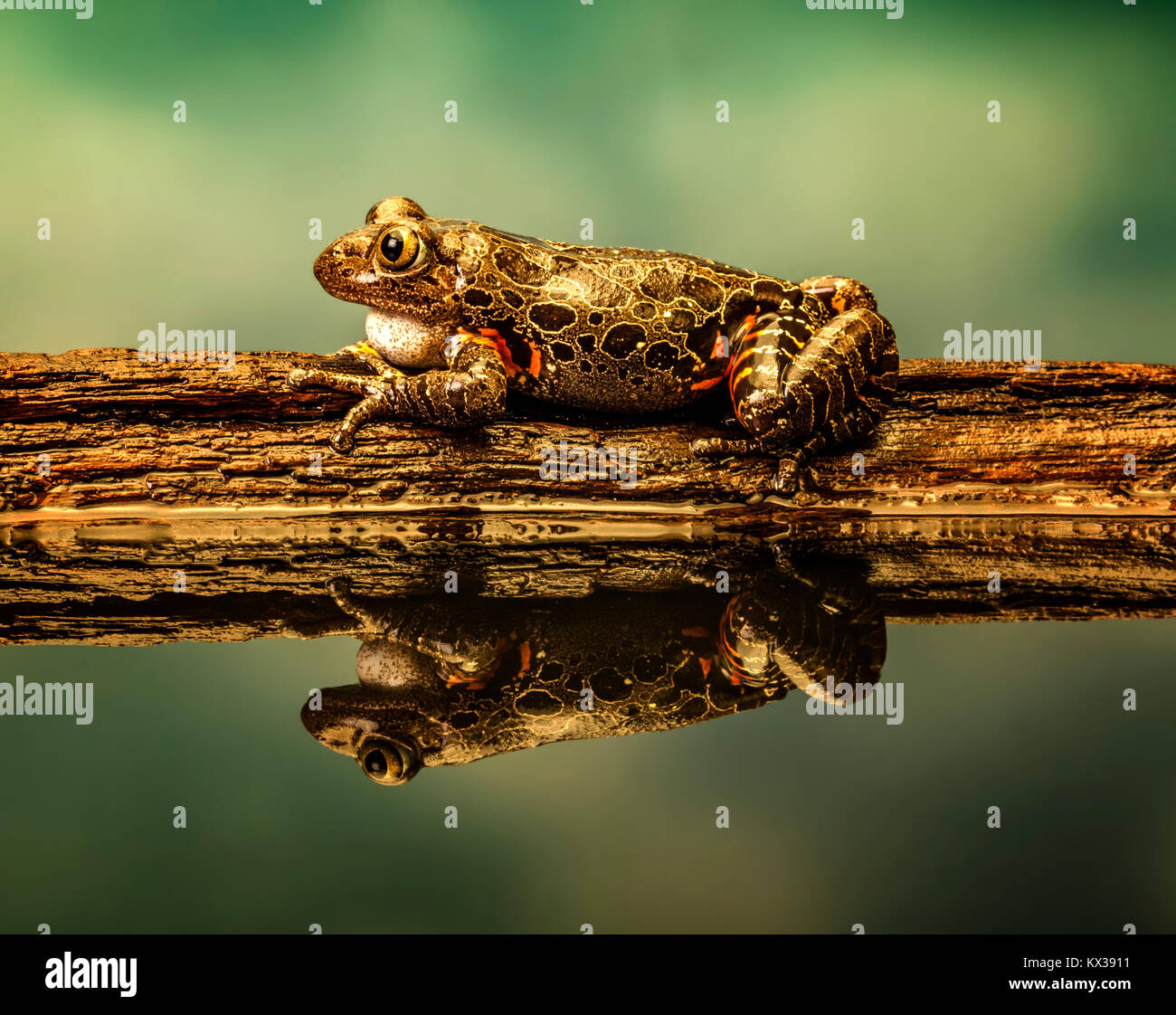 Orange brown tree frog hi-res stock photography and images - Alamy