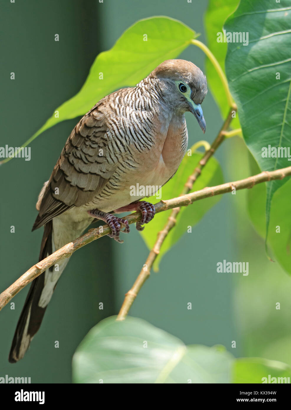 One Wild Zebra Dove Perching on the Tree Branch, Bangkok, Thailand ...