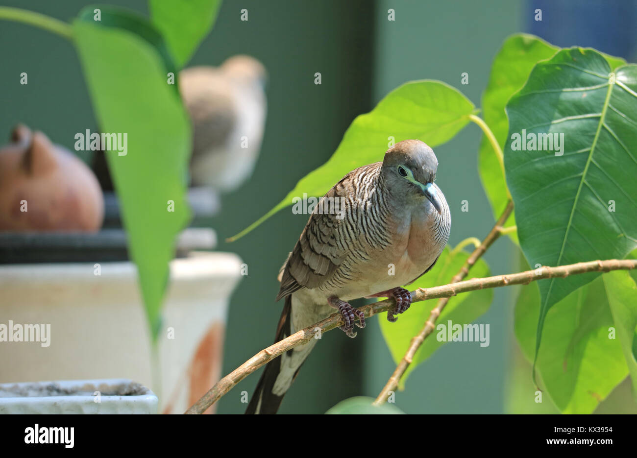 Sleepy Wild Geopelia Striata Relaxing on the Tree Branch amongst ...
