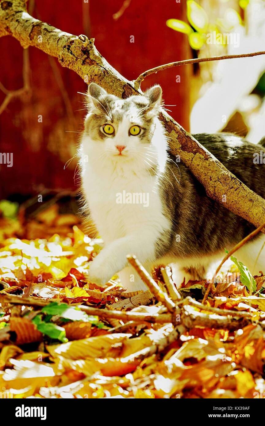 Ferrel cats hi-res stock photography and images - Alamy