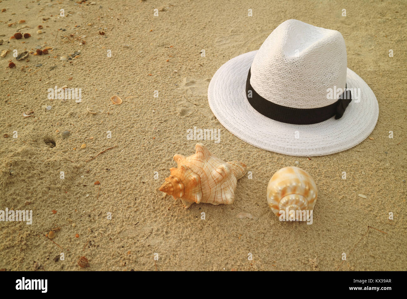 Scotch bonnet shell hi-res stock photography and images - Alamy