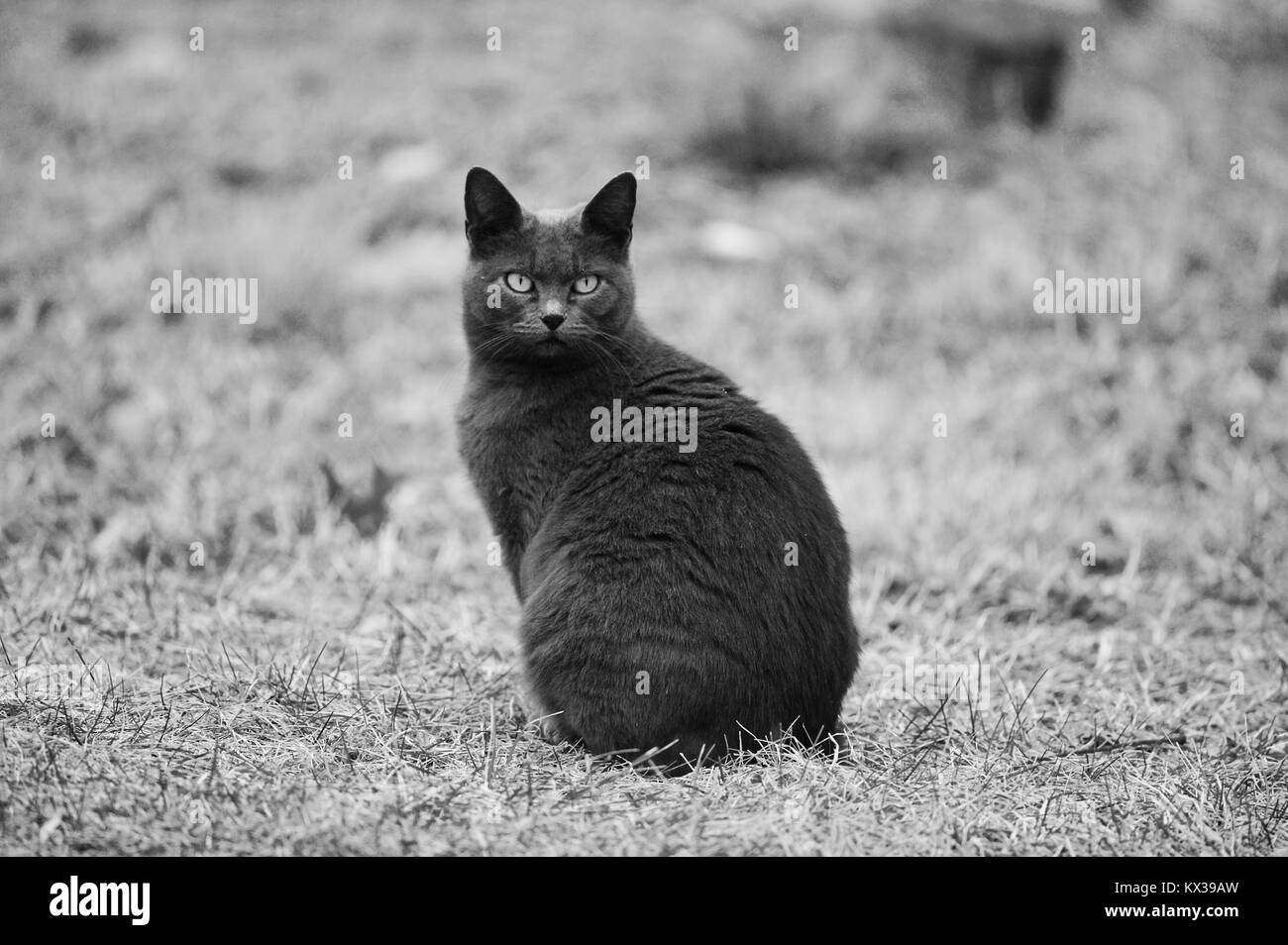 Ferrel Cat adopted Stock Photo - Alamy