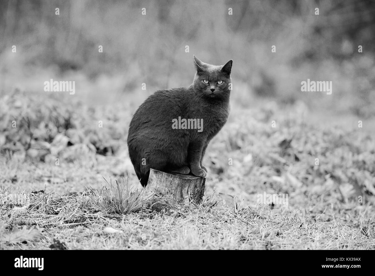 Ferrel cat hi-res stock photography and images - Alamy