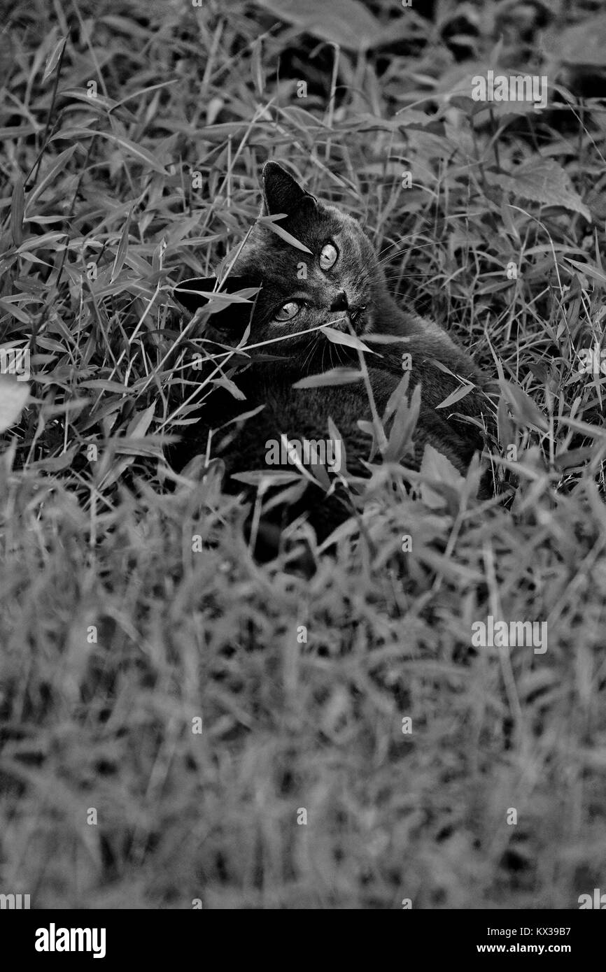 Ferrel cat hi-res stock photography and images - Alamy