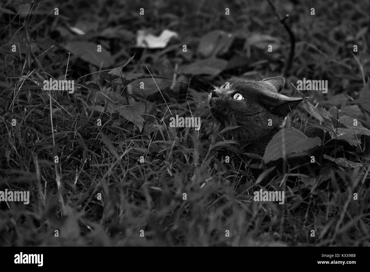 Ferrel Cat adopted Stock Photo - Alamy