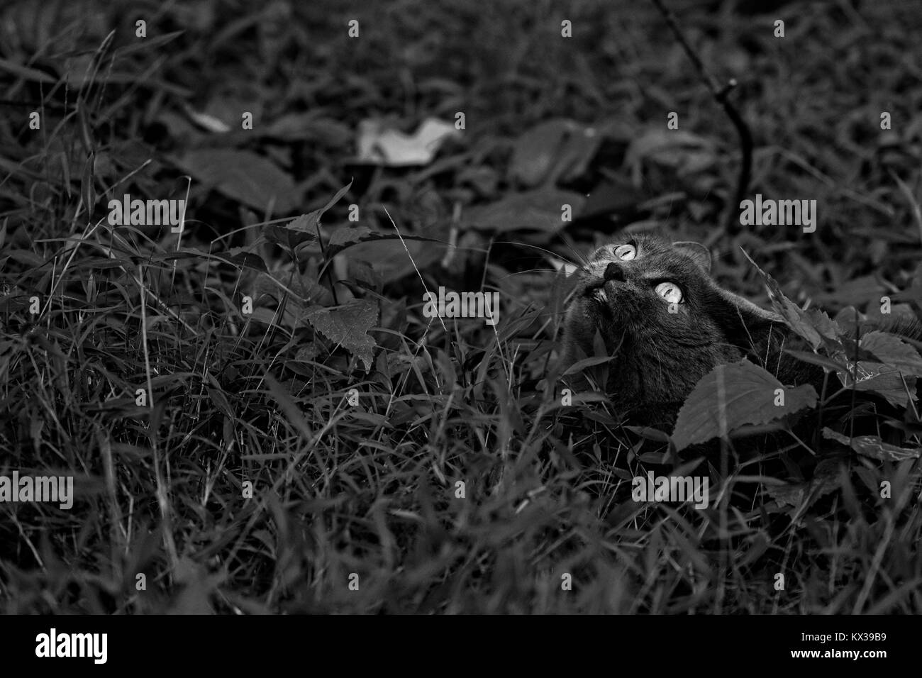 Ferrel Cat adopted Stock Photo - Alamy