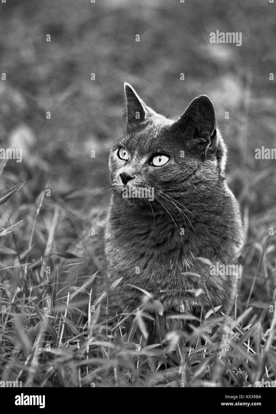 Ferrel Cat adopted Stock Photo - Alamy
