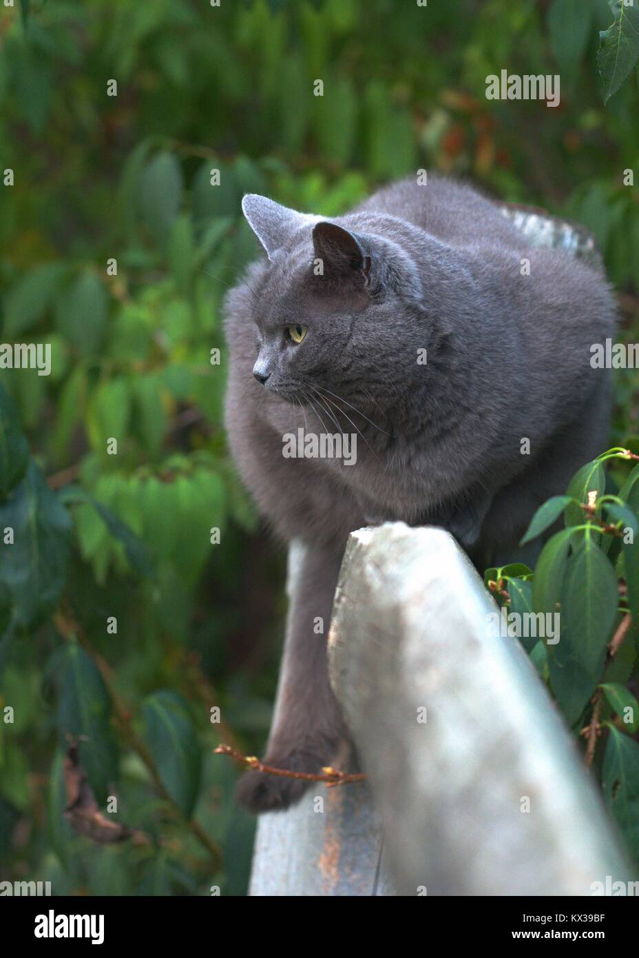 Swamp cats hi-res stock photography and images - Alamy