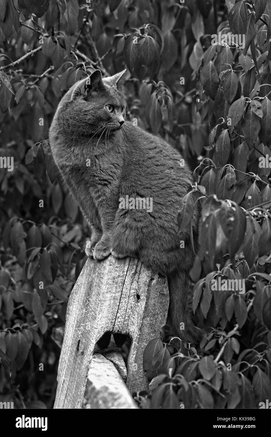 Ferrel Cat adopted Stock Photo - Alamy