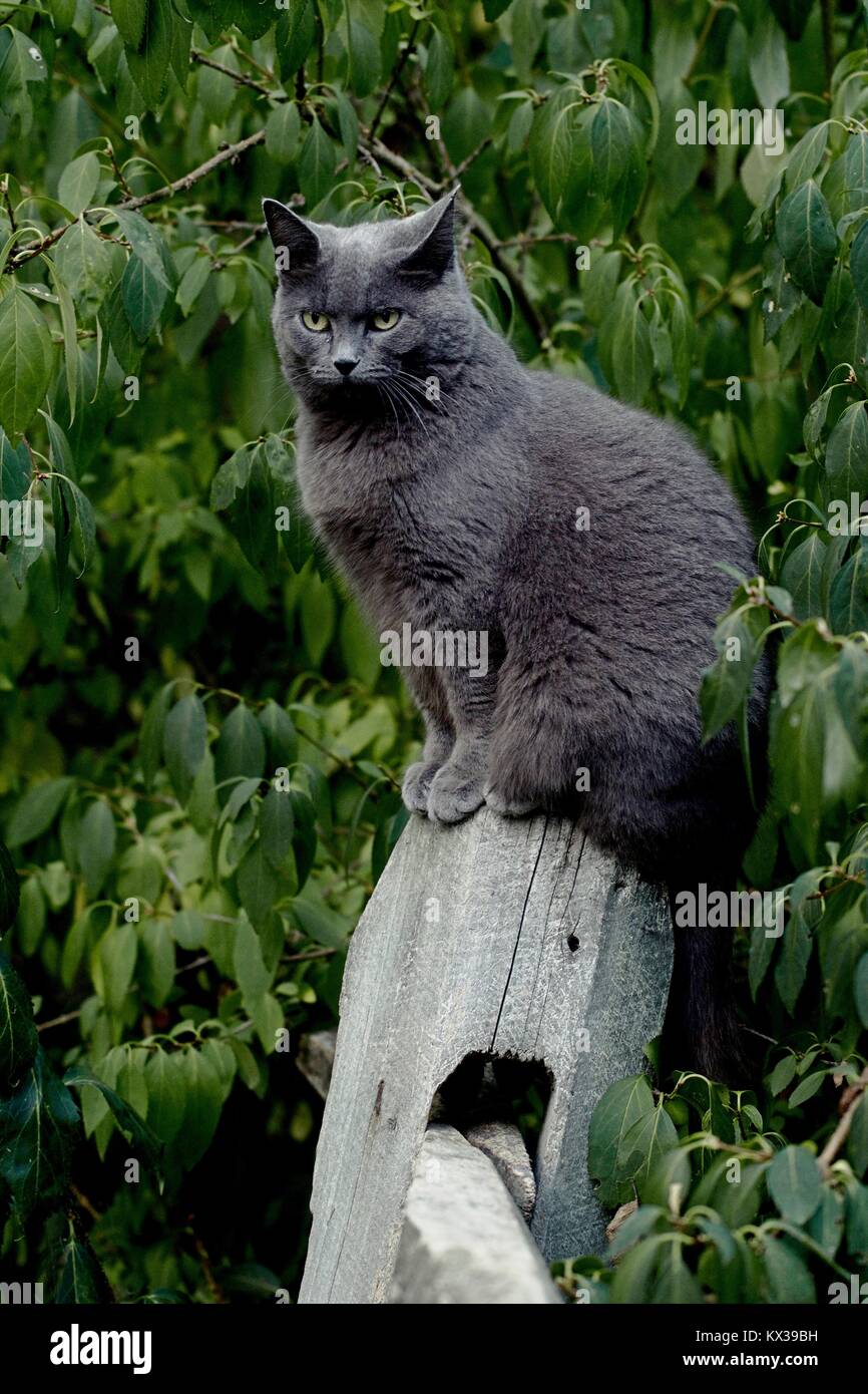 Swamp cats hi-res stock photography and images - Alamy