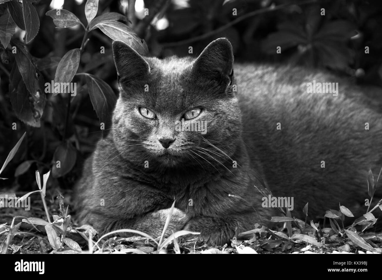 Ferrel Cat adopted Stock Photo - Alamy