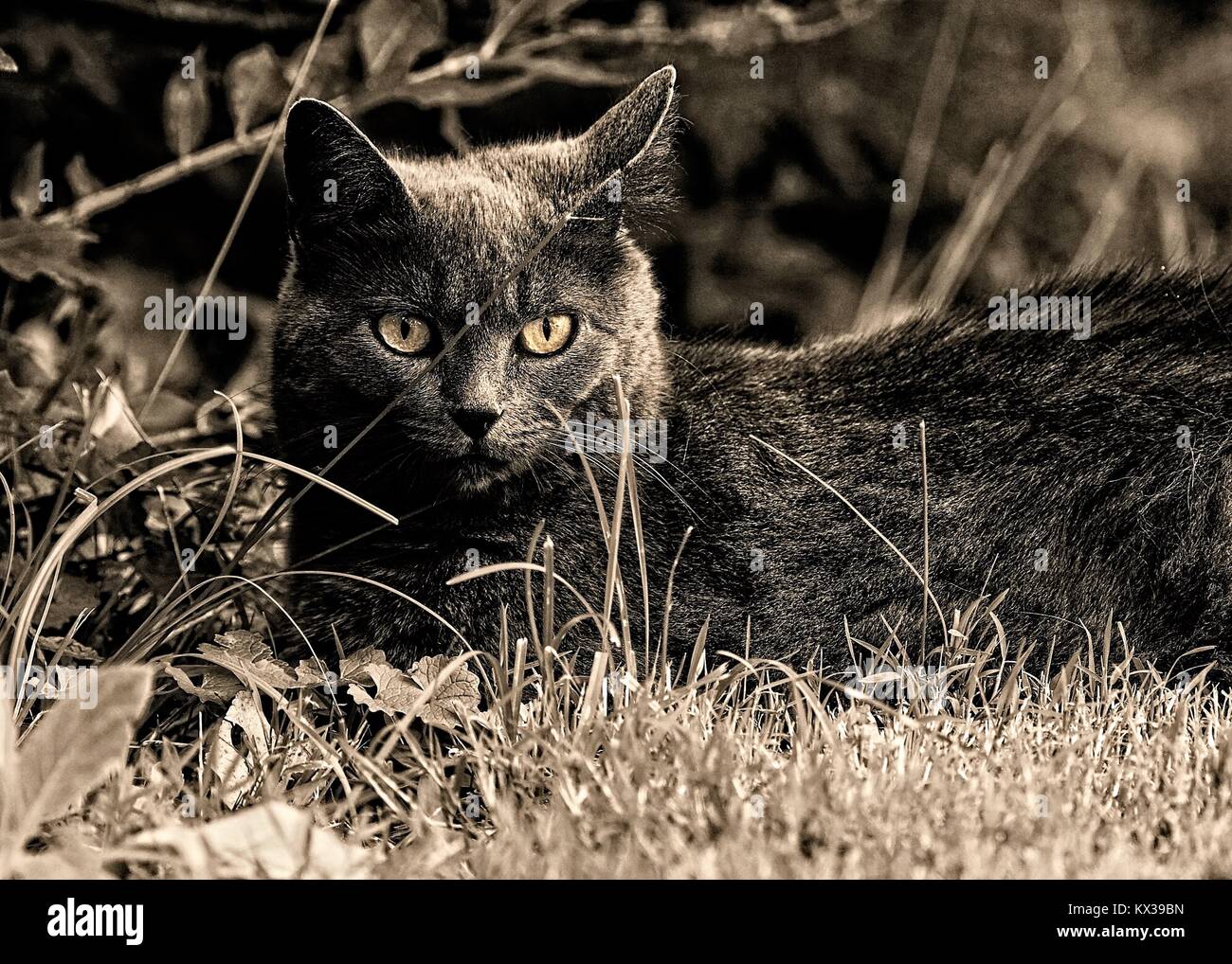 Ferrel Cat adopted Stock Photo - Alamy