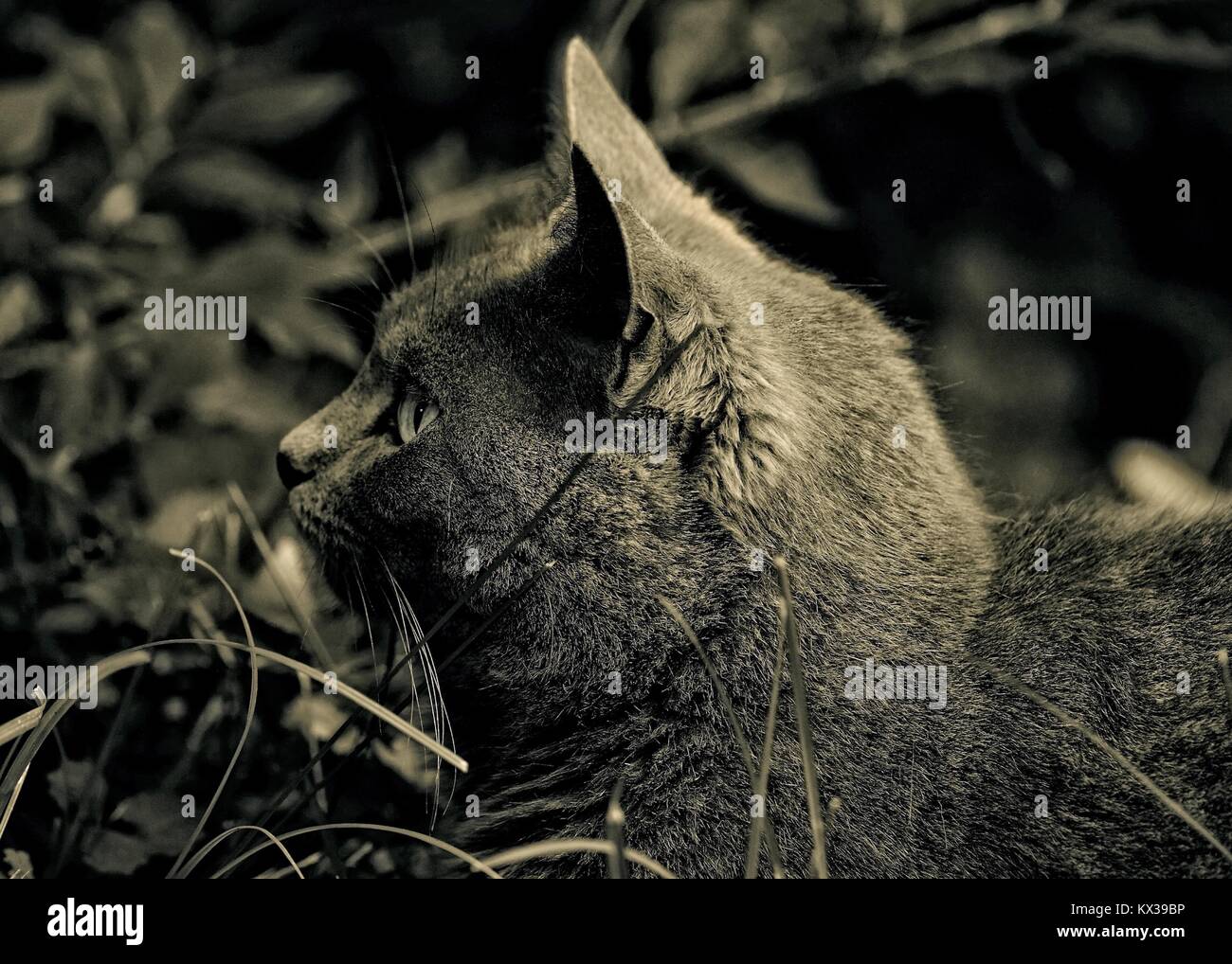 Ferrel Cat adopted Stock Photo - Alamy