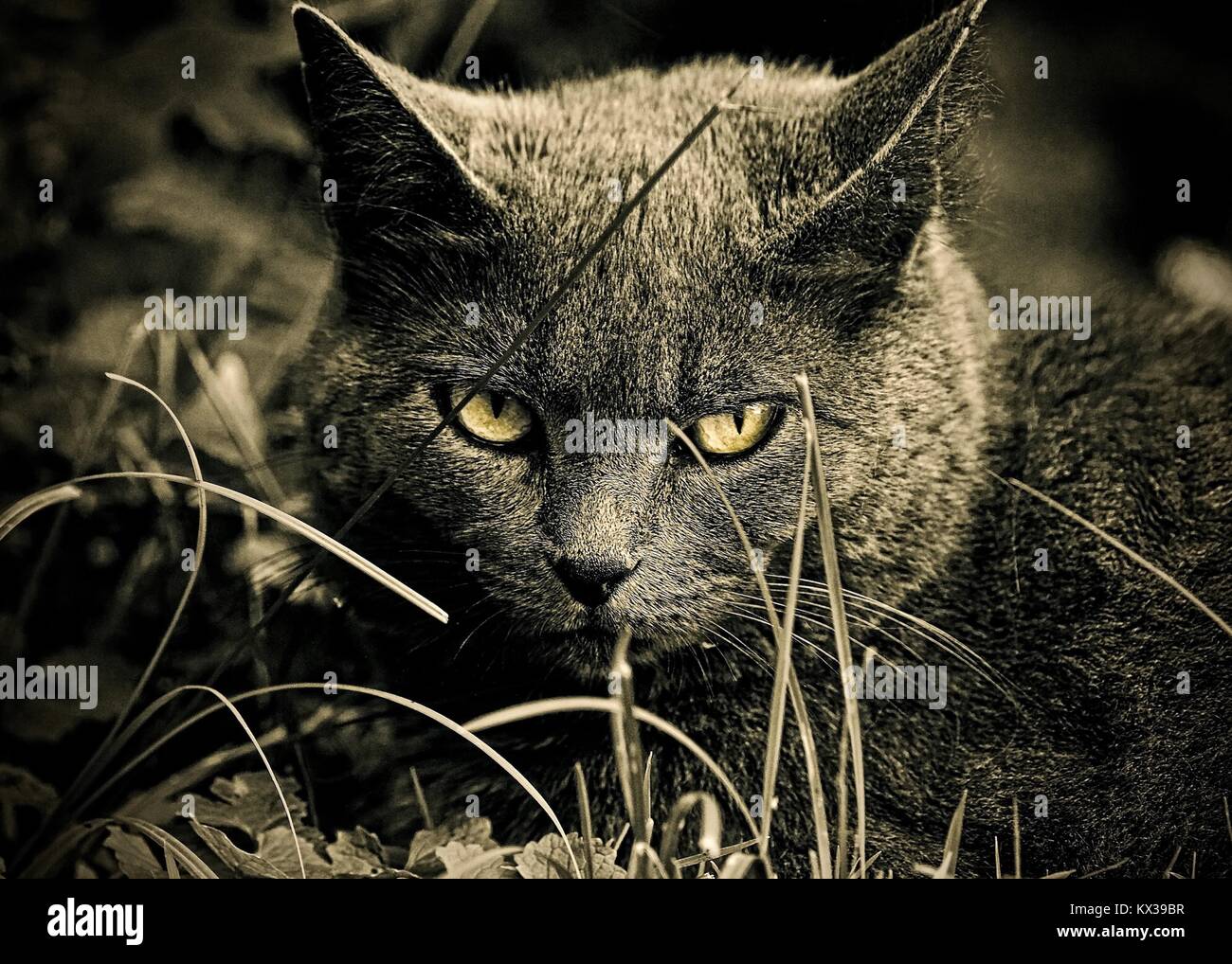 Ferrel cat hi-res stock photography and images - Alamy