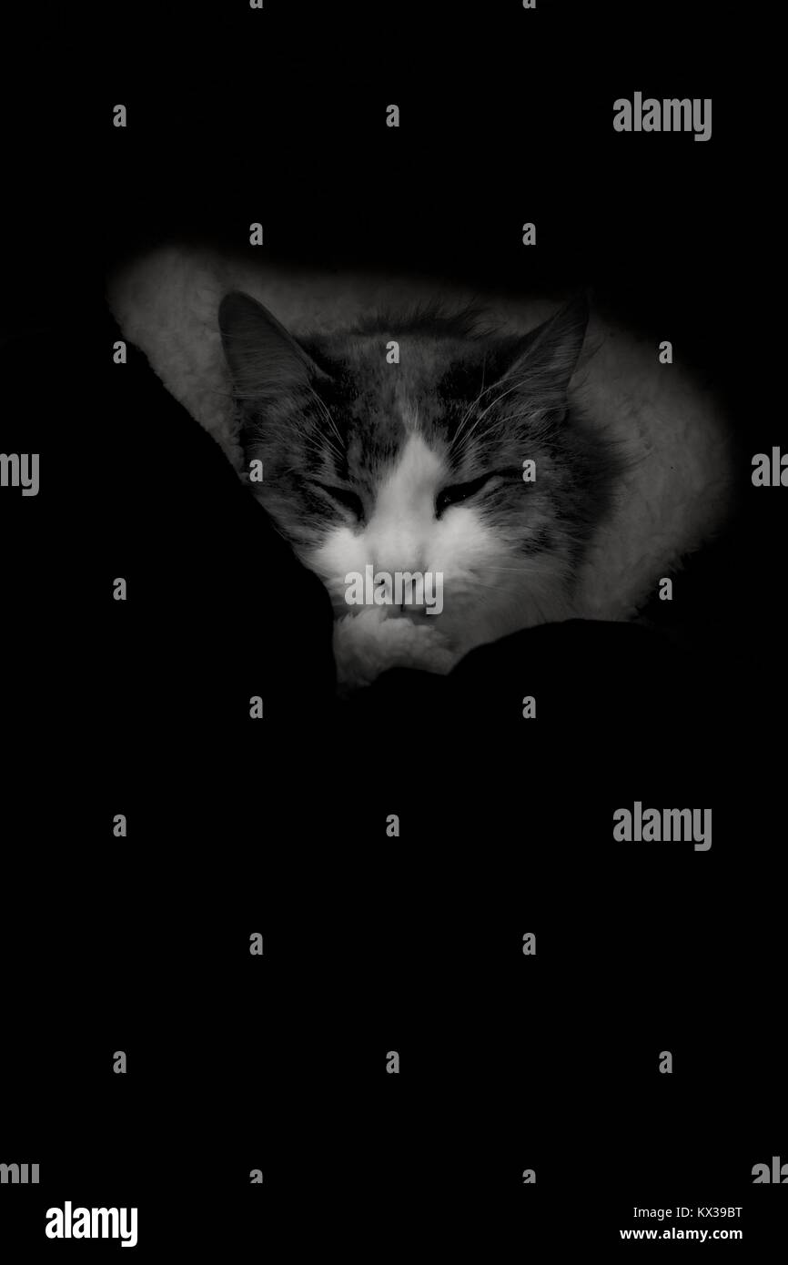 Ferrel Cat adopted Stock Photo - Alamy