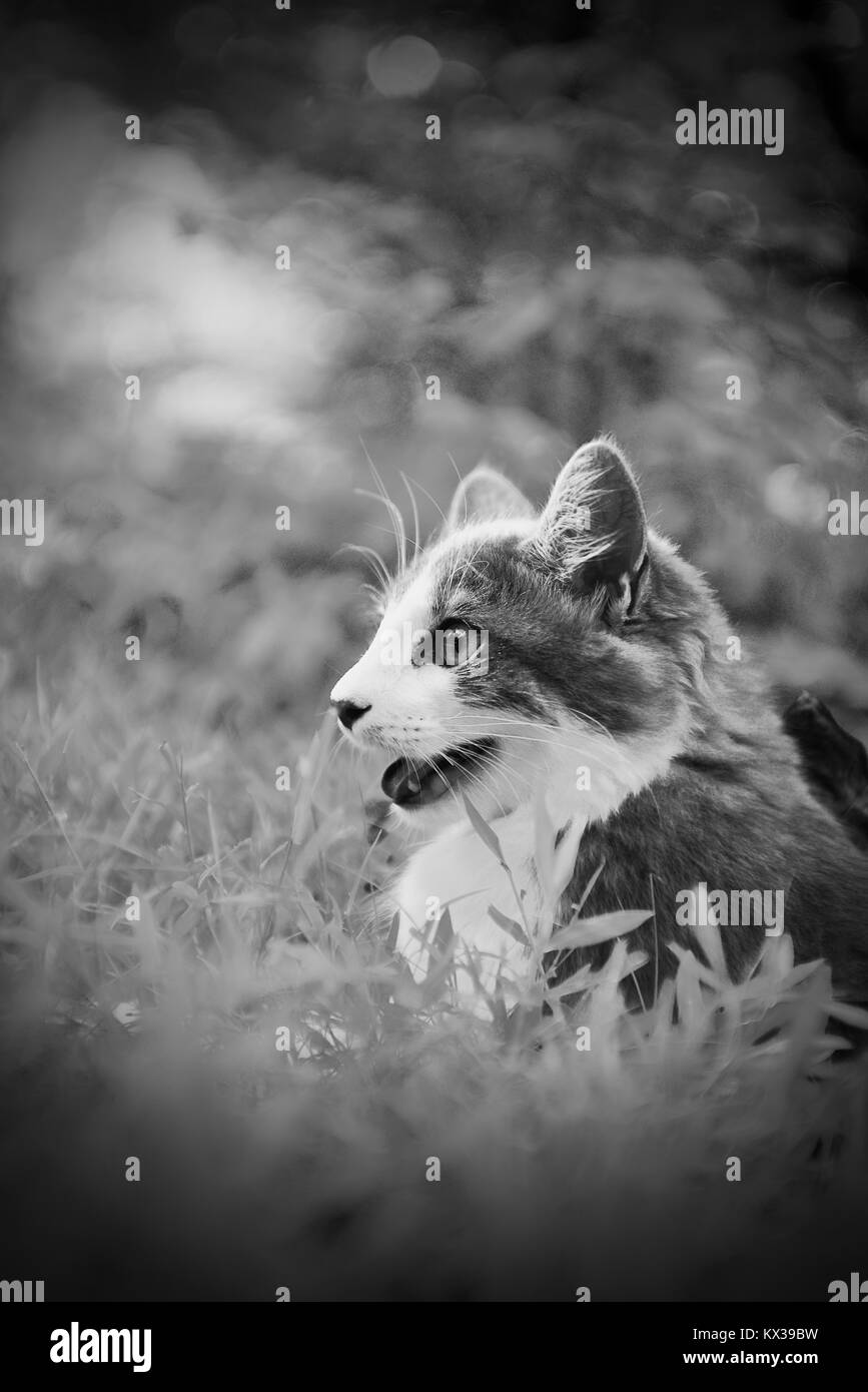 Ferrel Cat adopted Stock Photo - Alamy