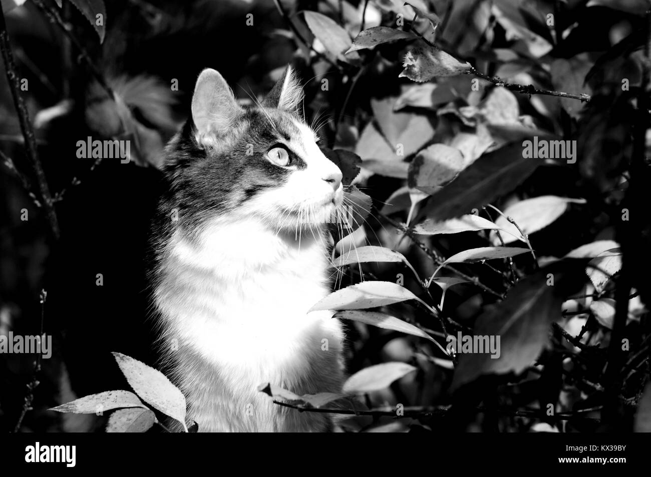 Ferrel Cat adopted Stock Photo - Alamy