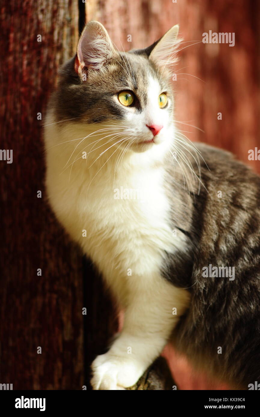 Cat looking over fence hi-res stock photography and images - Alamy