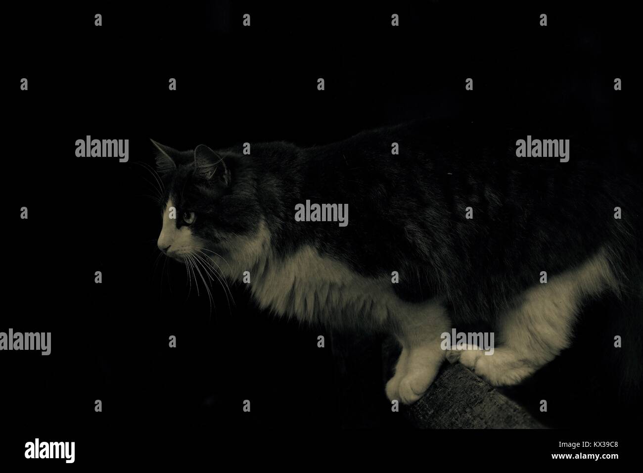 Ferrel Cat adopted Stock Photo - Alamy