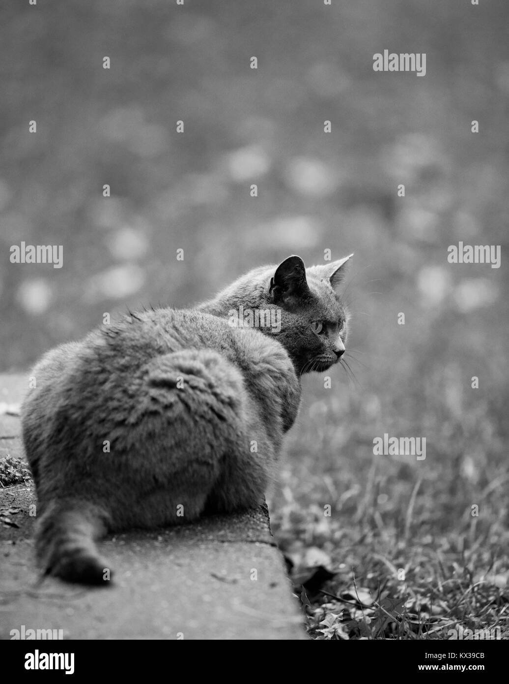 Ferrel Cat adopted Stock Photo - Alamy