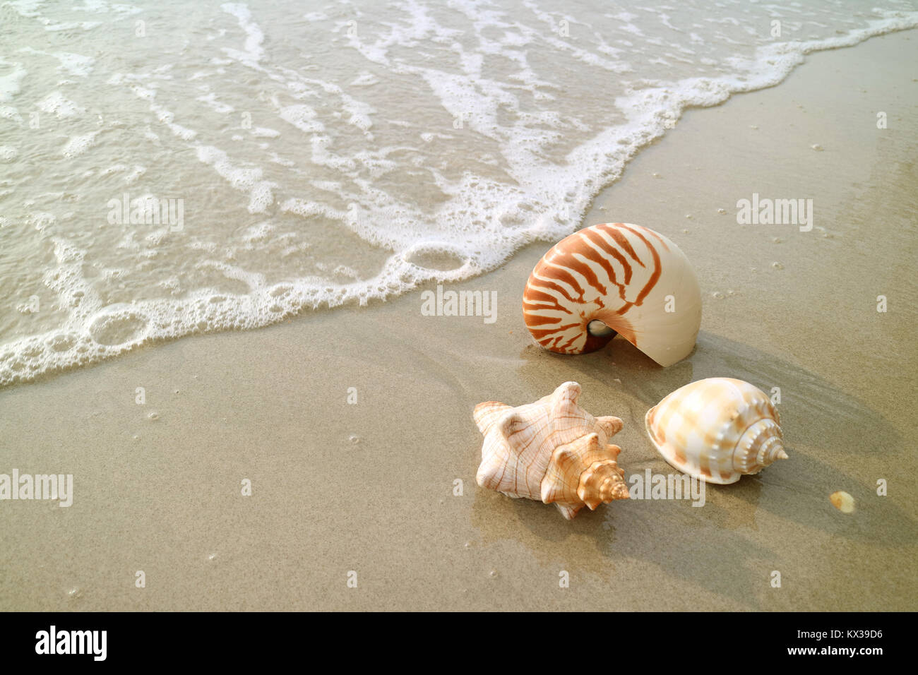Three types of natural seashells on the beach with the swash, Thailand ...