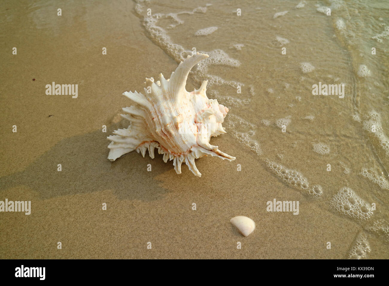 Murex Ramosus Shell High Resolution Stock Photography and Images - Alamy