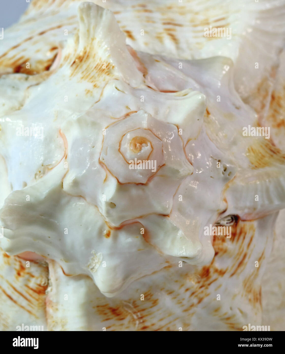Close-up of spiral and texture of natural Branched Murex sea shell ...
