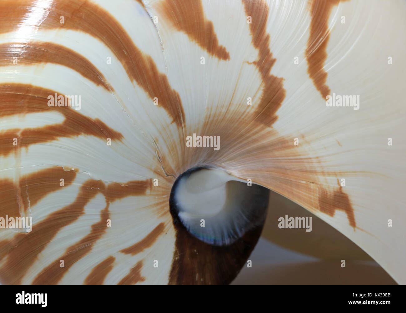 Closed up pattern and texture of natural Nautilus shell, for background ...