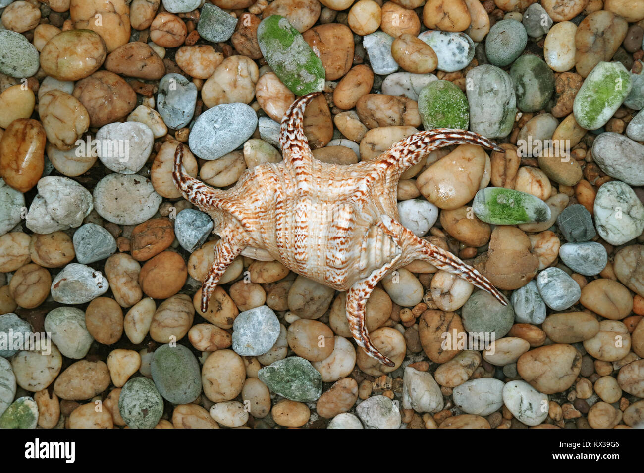 Natural Lambis Chiagra Spider Shell on the Pebble Stone Ground Stock ...