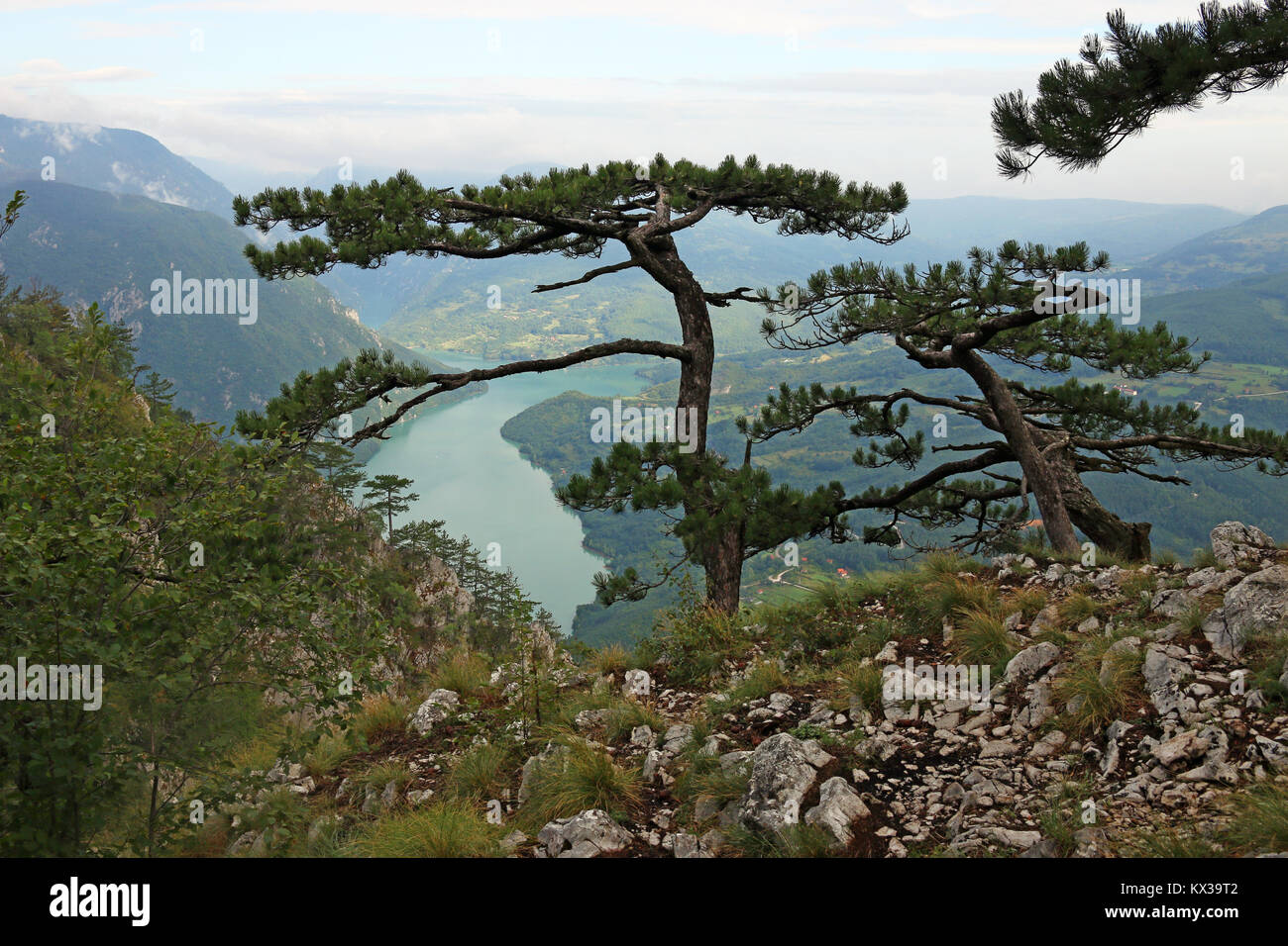 Pine trees on mountain landscape Stock Photo - Alamy
