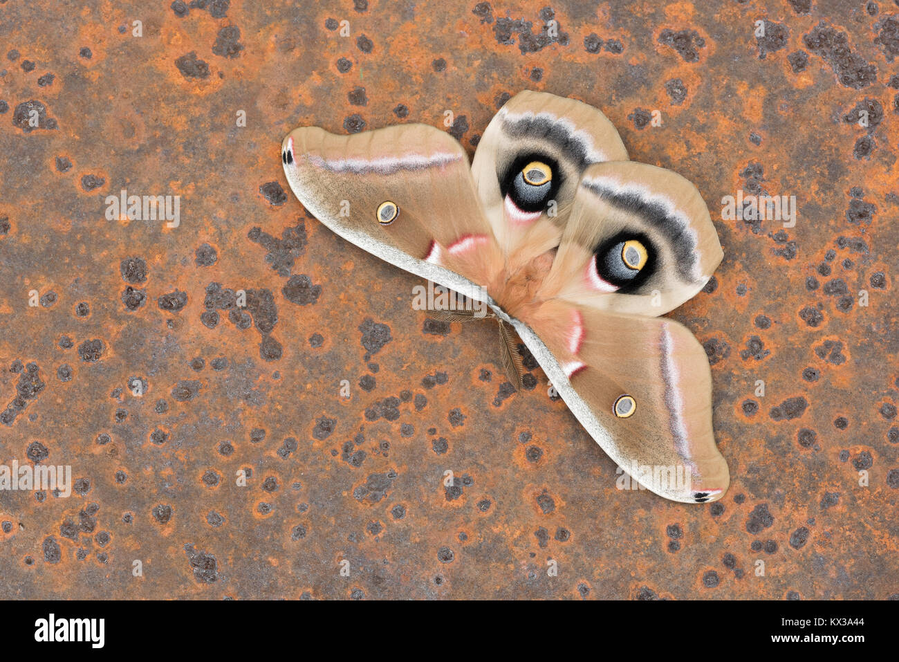Polyphemus Moth in startle display mode on rusted old sawmill blade ...