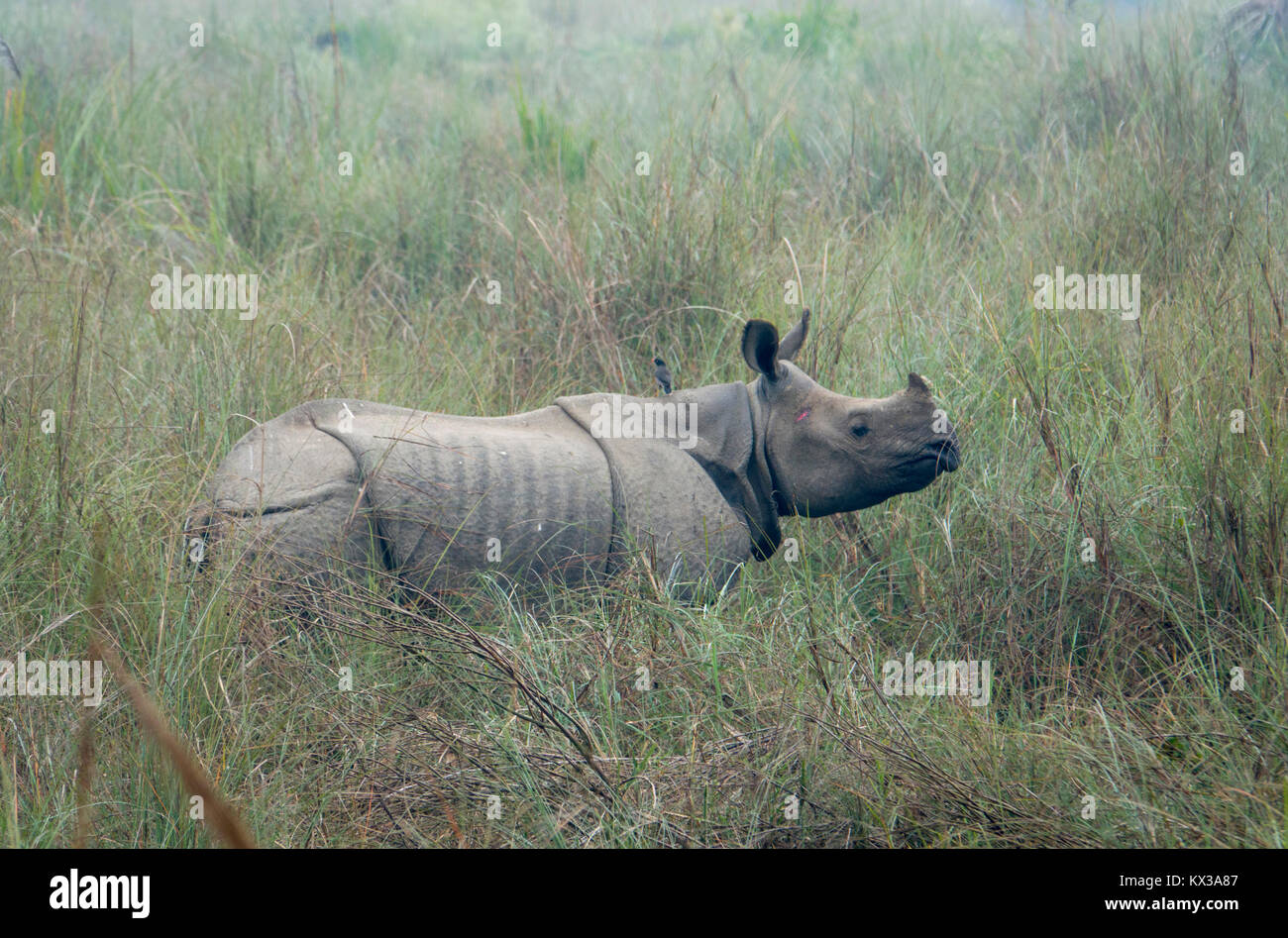 Indian asian greater one horned rhinoceros hi-res stock photography and ...